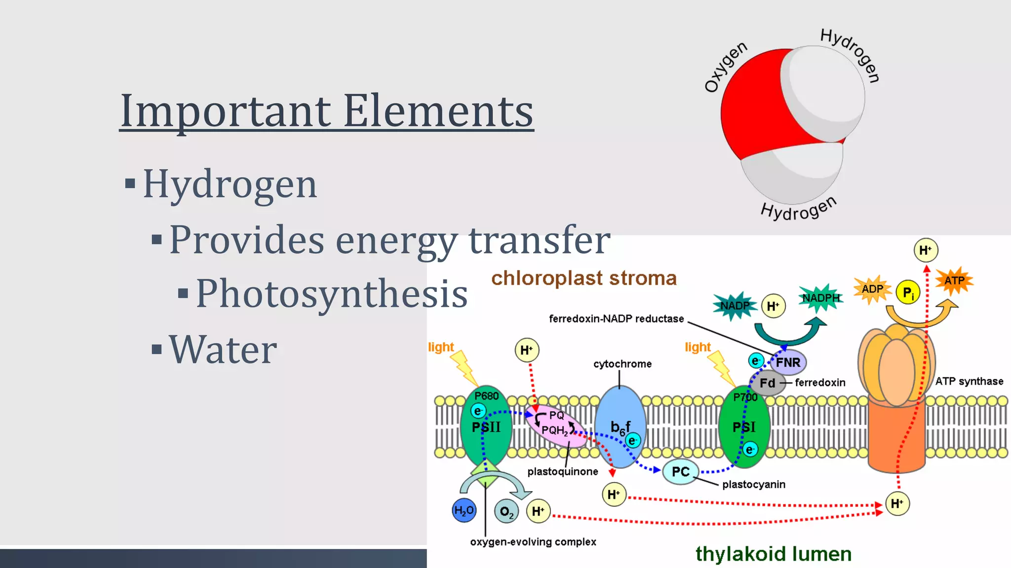 Energy cycles notes | PPTX