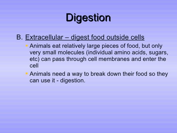 Energy, and Digestion