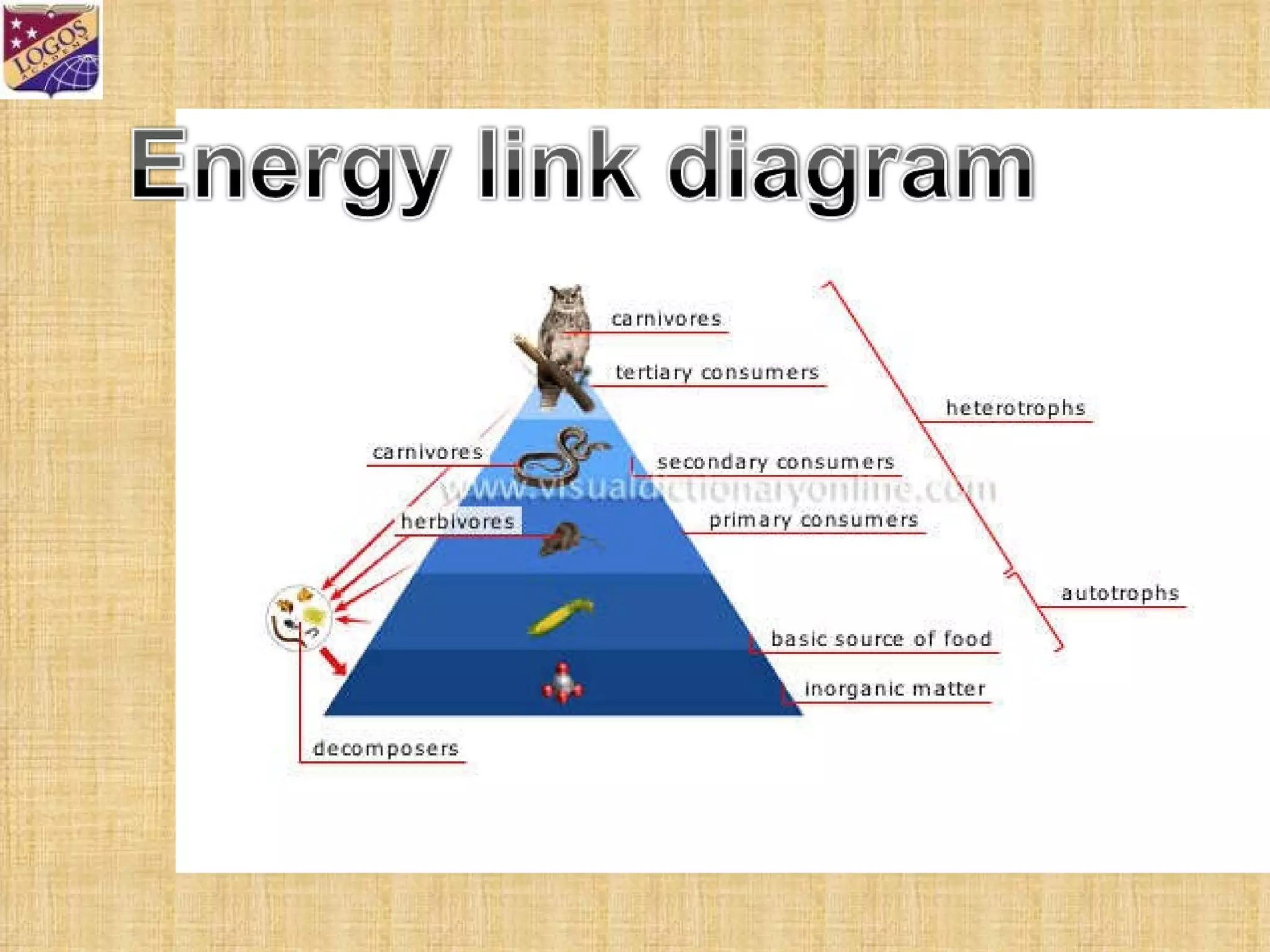 Energy Flow | PPT