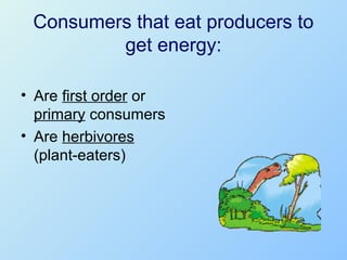 Energy flow | PPT