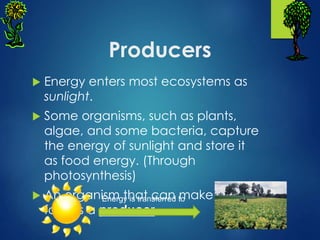 Ecosystems and Energy | PPTX | Biological Sciences | Science