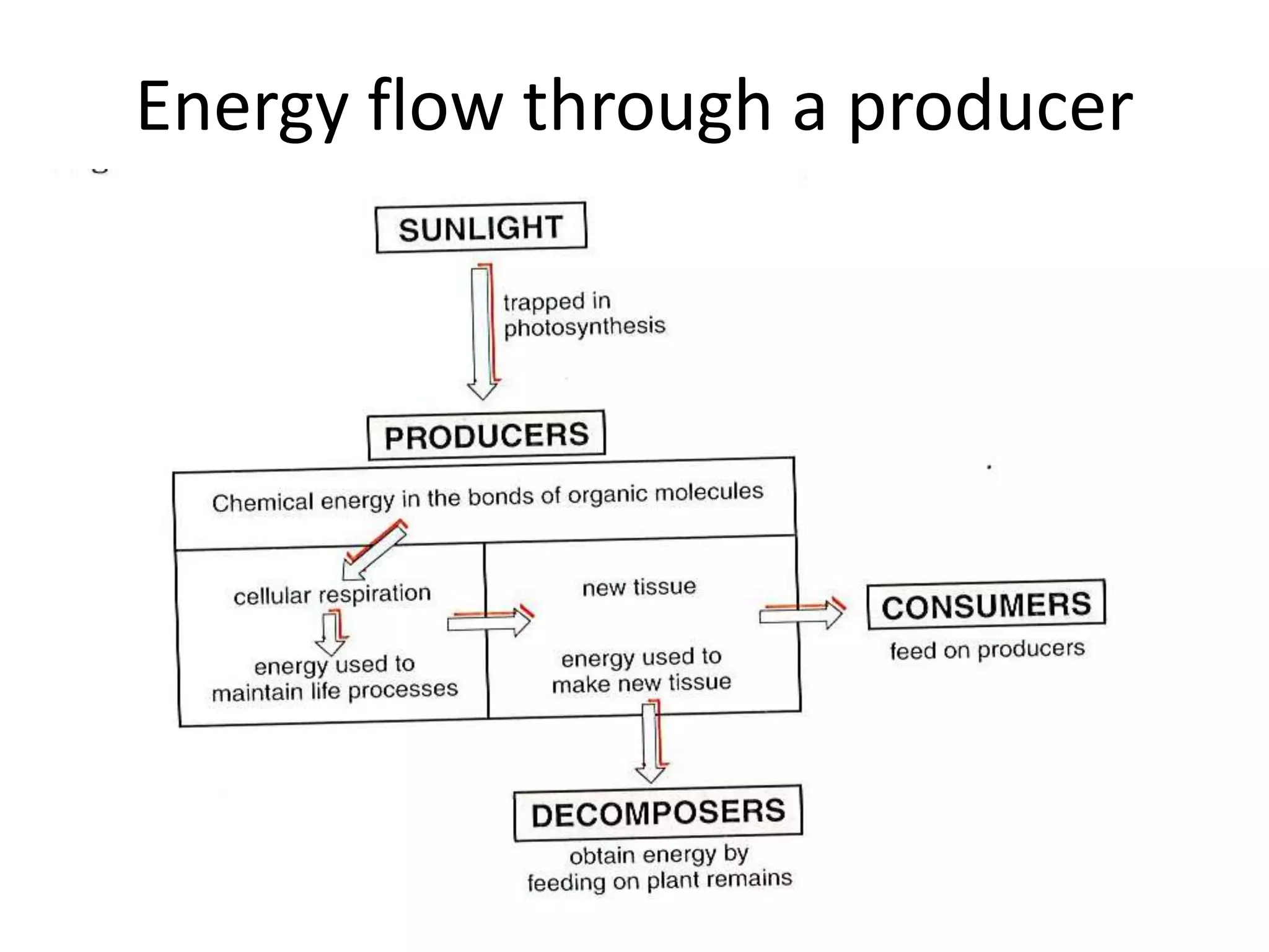Energy flow | PPT