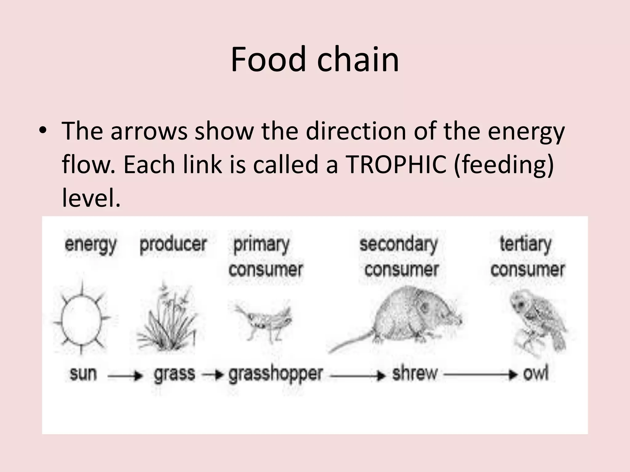 Energy flow | PPT | Free Download