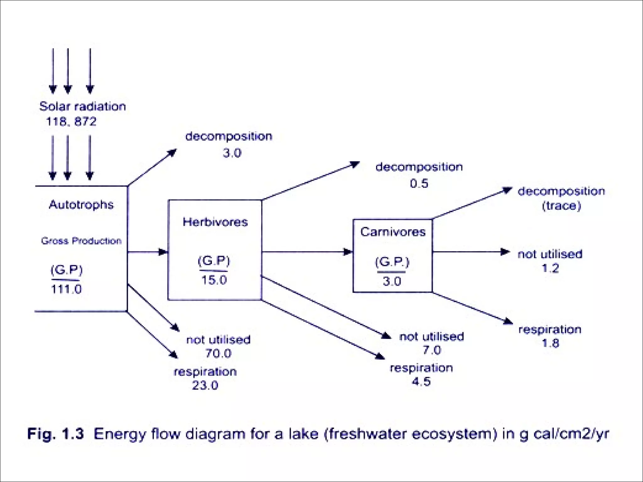 Energy flow by using energy models in ecosystem | PPT