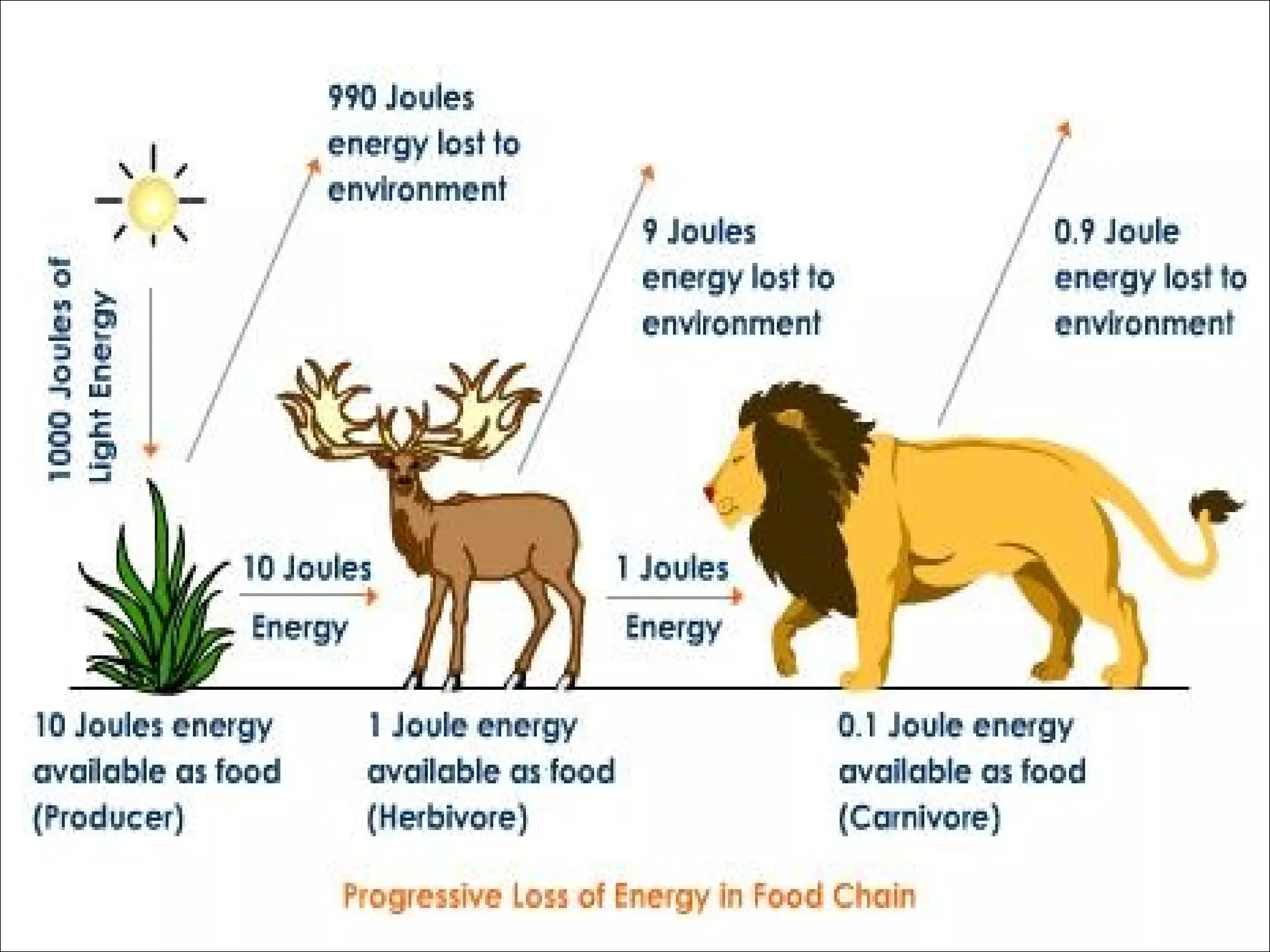 Energy flow by using energy models in ecosystem | PPT