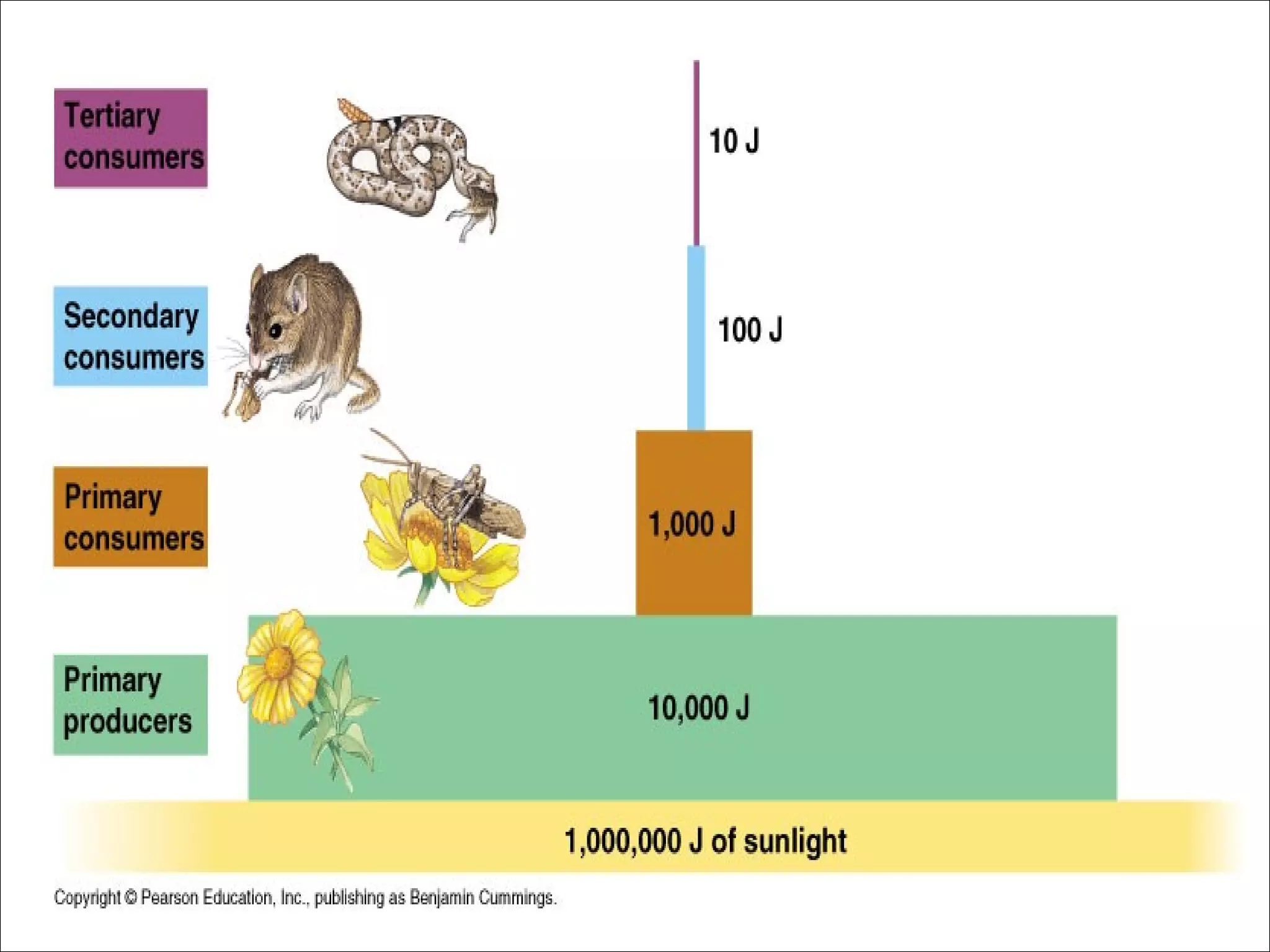 Energy flow by using energy models in ecosystem | PPT