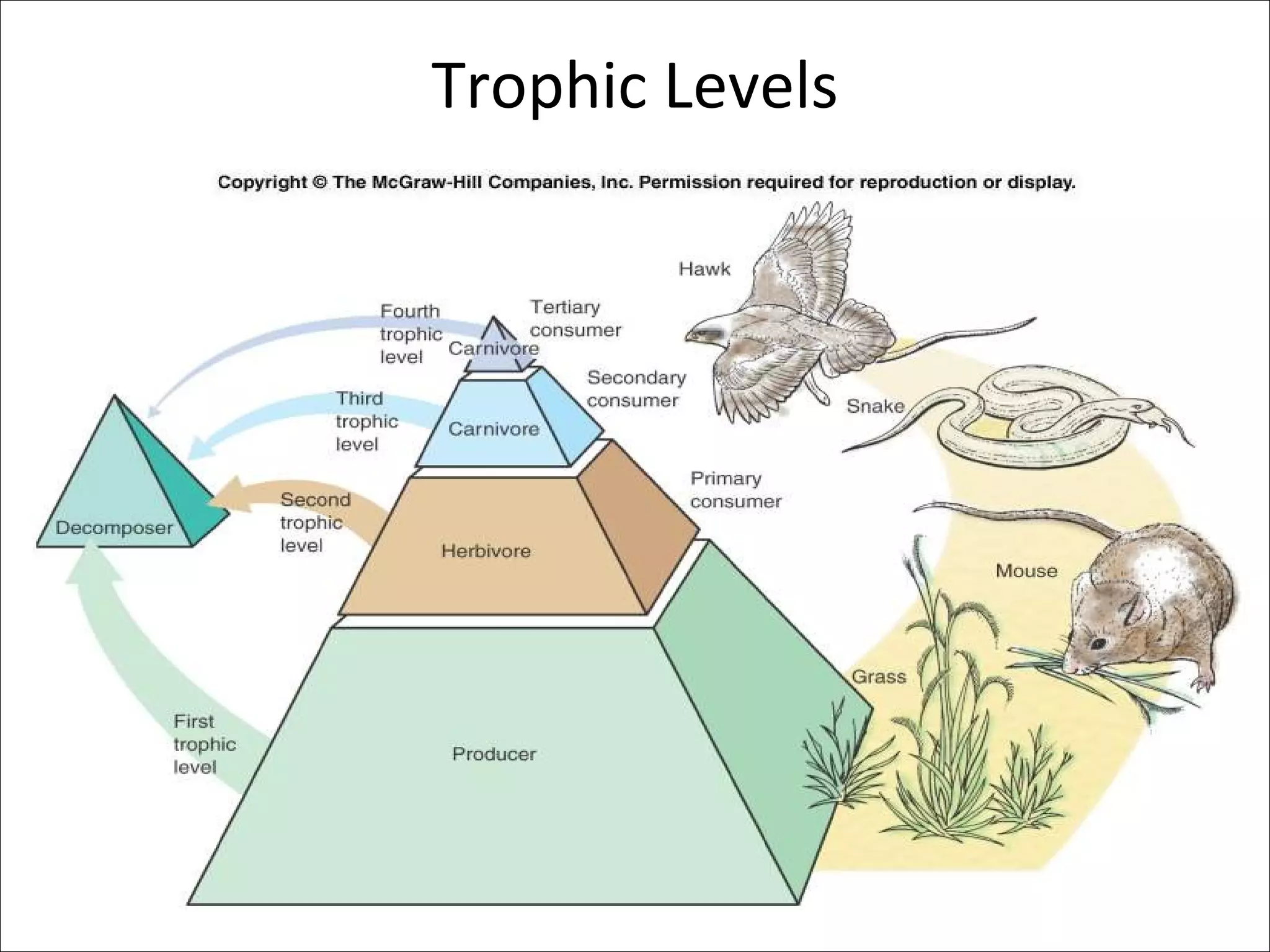 Energy flow by using energy models in ecosystem | PPT