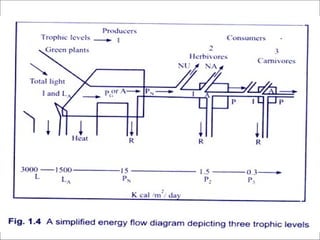 Energy flow by using energy models in ecosystem | PPT