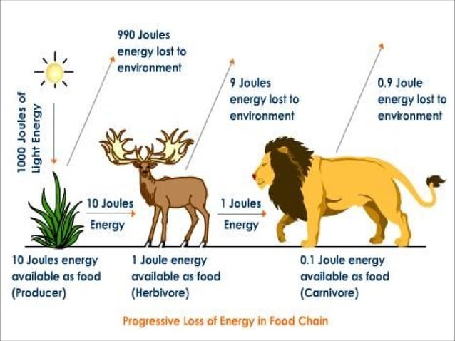 Energy flow by using energy models in ecosystem | PPT