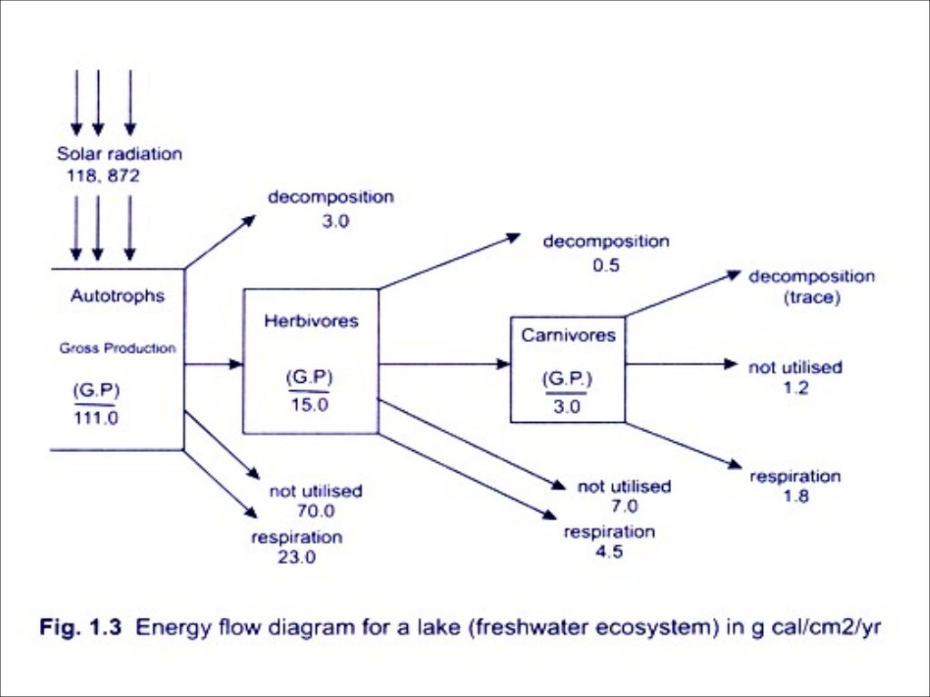 Energy flow by using energy models in ecosystem