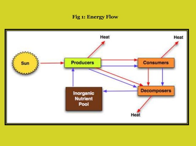 Energy flow | PPT