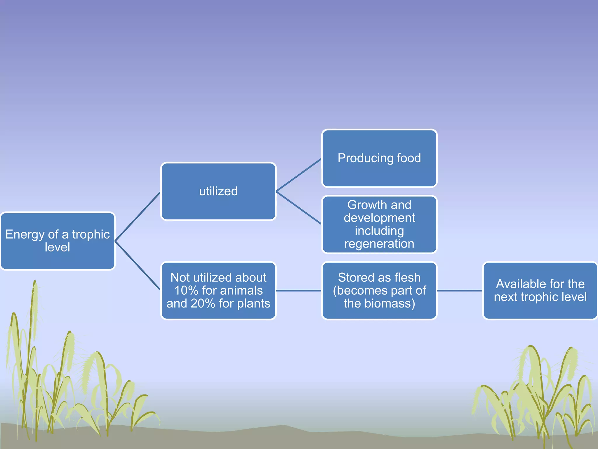 Energy flow and biological pyramids | PPT