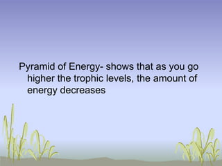 Energy flow and biological pyramids | PPT