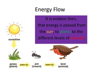 Energy flow and nutrient cycles | PPTX