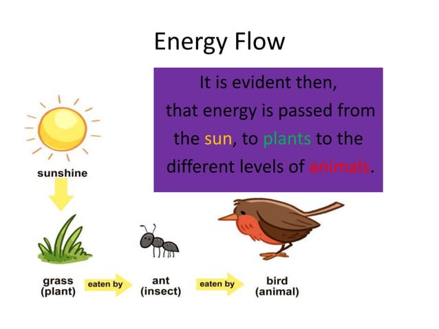Energy flow and nutrient cycles | PPT