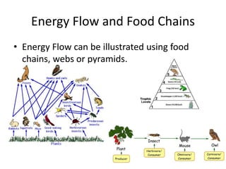 Energy flow and nutrient cycles | PPT