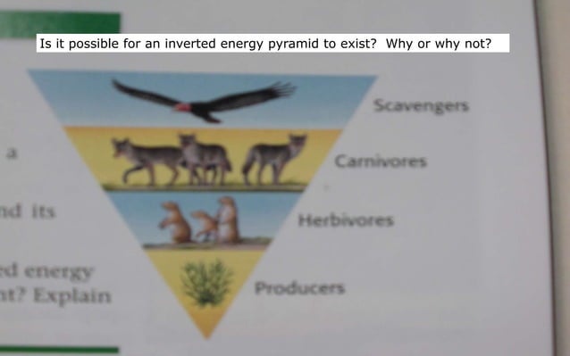 Energy Flow And Succession | PPT