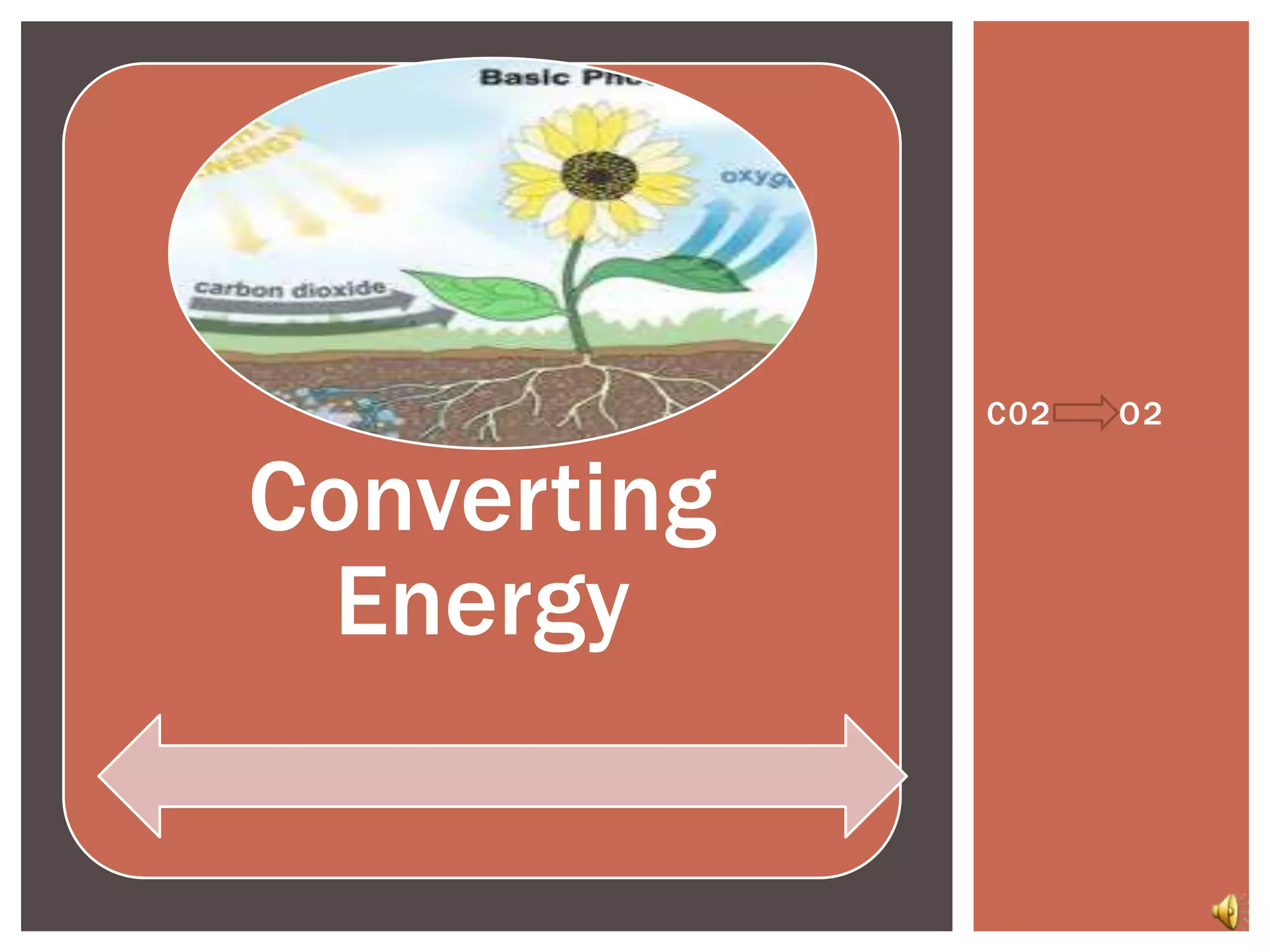 Energy flow in an ecosystem | PPTX | Science