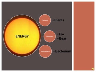 Energy flow in an ecosystem | PPTX | Science