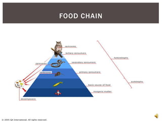 Energy flow in an ecosystem | PPTX | Science