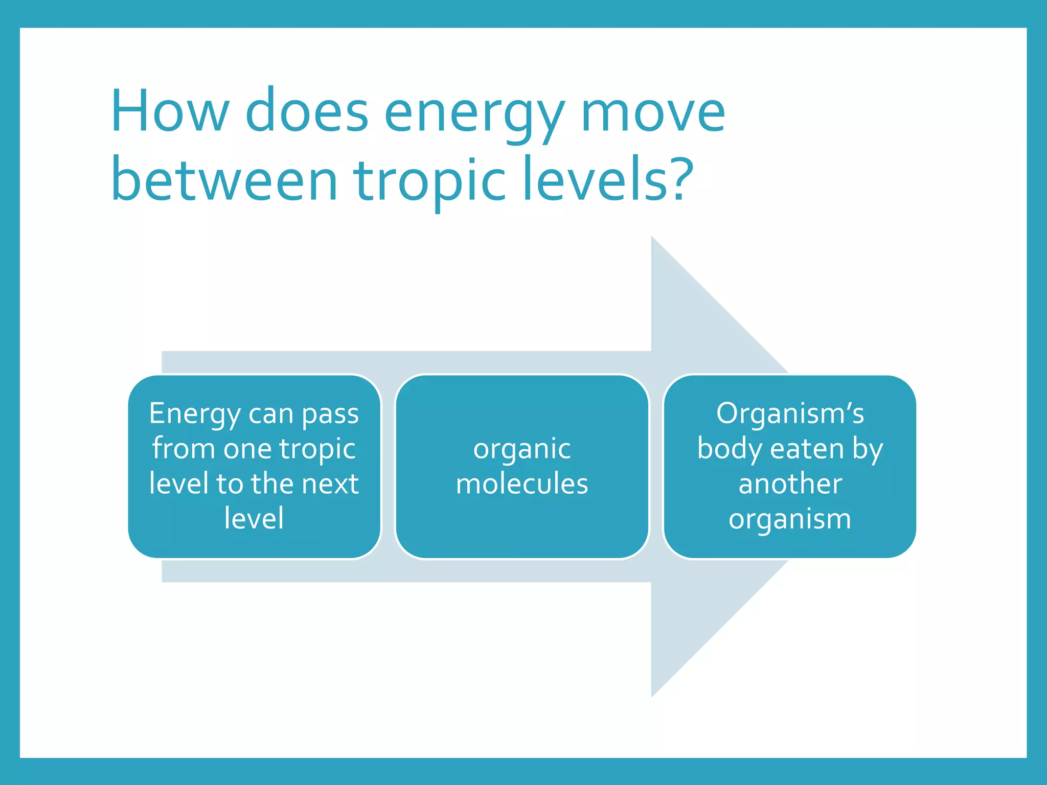 Energy flow in an ecosystem | PPTX | Environment | Science