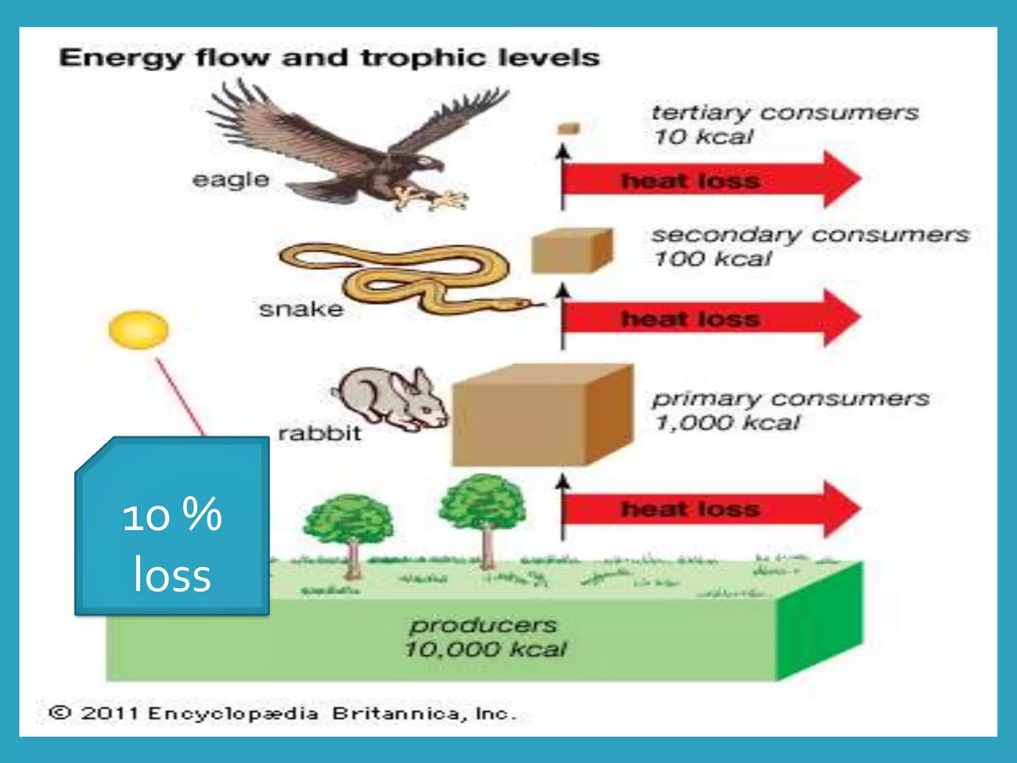 Energy flow in an ecosystem | PPTX | Environment | Science