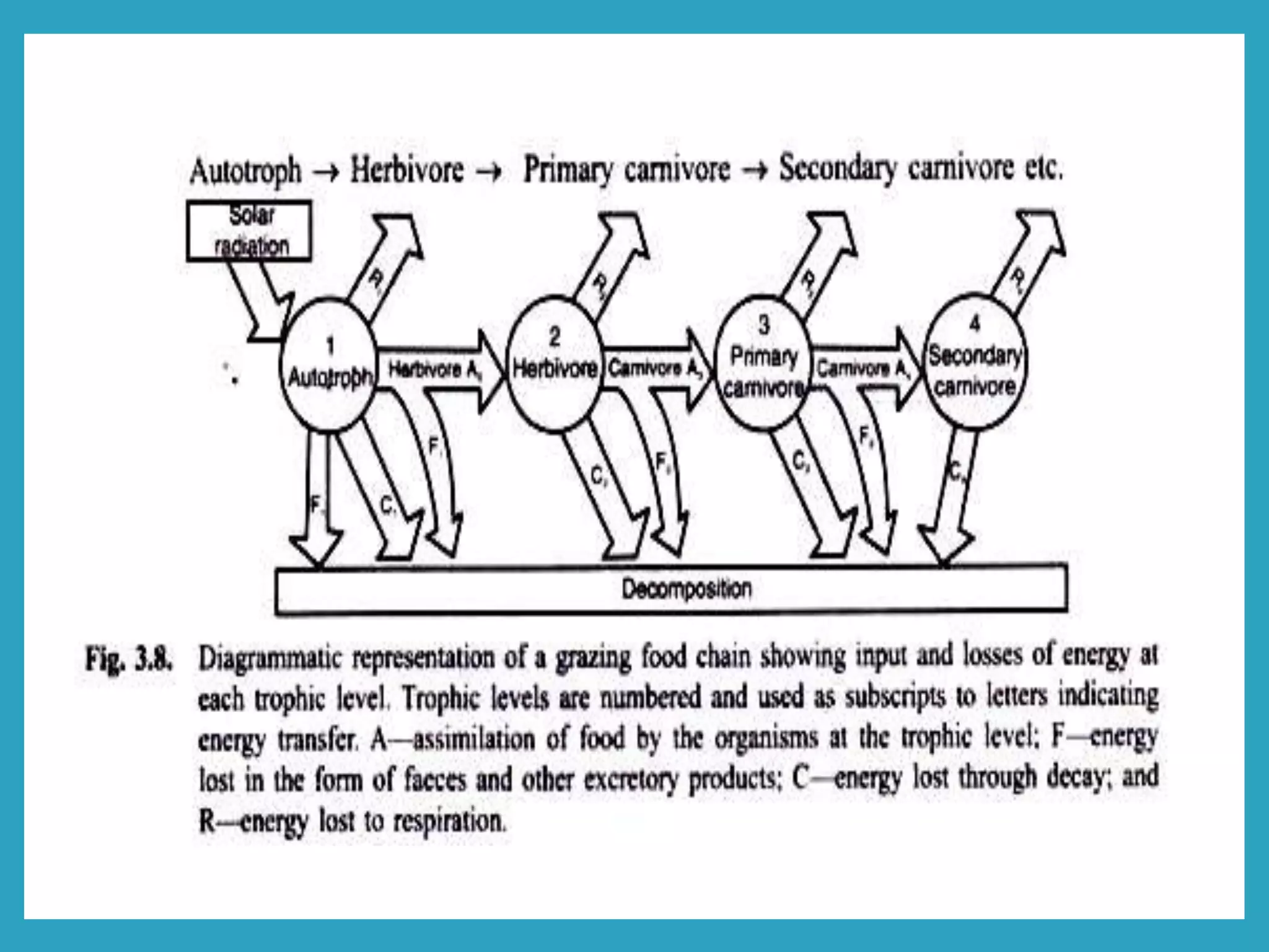 Energy flow in an ecosystem | PPTX | Environment | Science