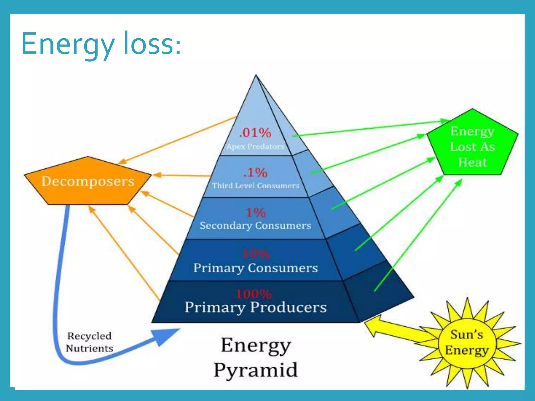 Energy flow in an ecosystem | PPTX | Environment | Science