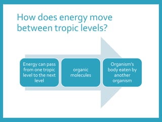 Energy flow in an ecosystem | PPTX | Environment | Science