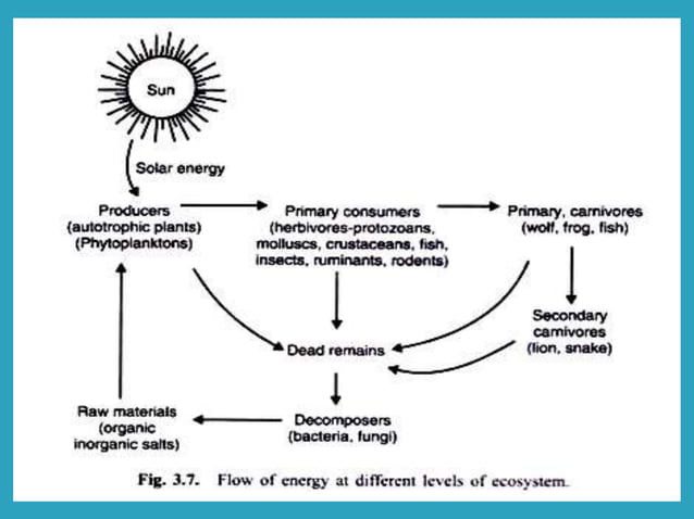 Energy flow in an ecosystem | PPTX | Environment | Science