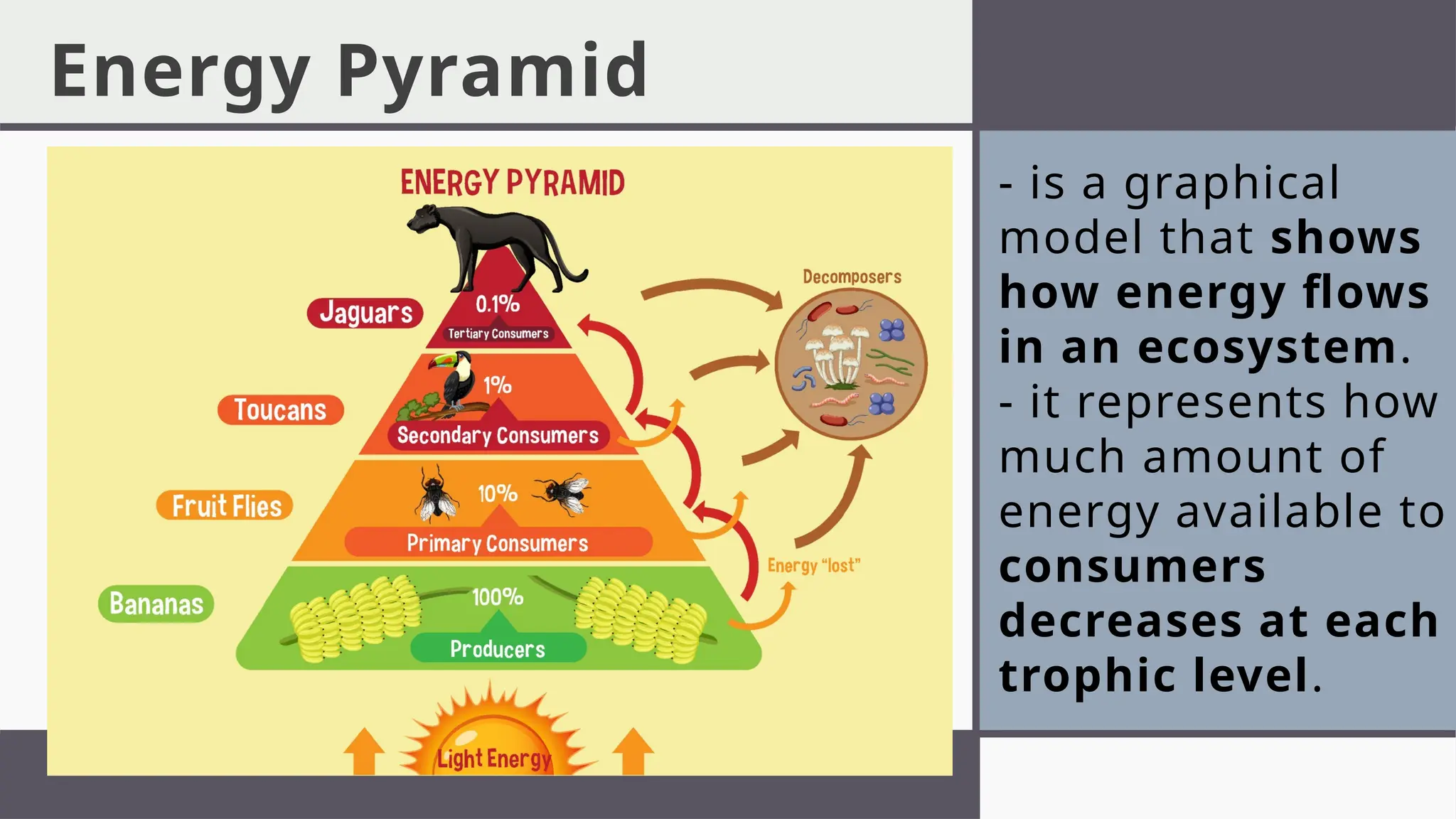 Energy flow in an ecosystem grade 7 q2.pptx