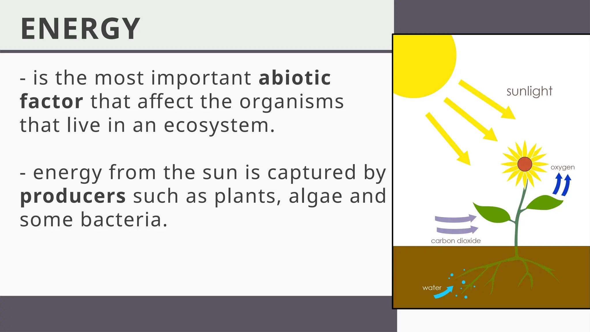 Energy flow in an ecosystem grade 7 q2.pptx