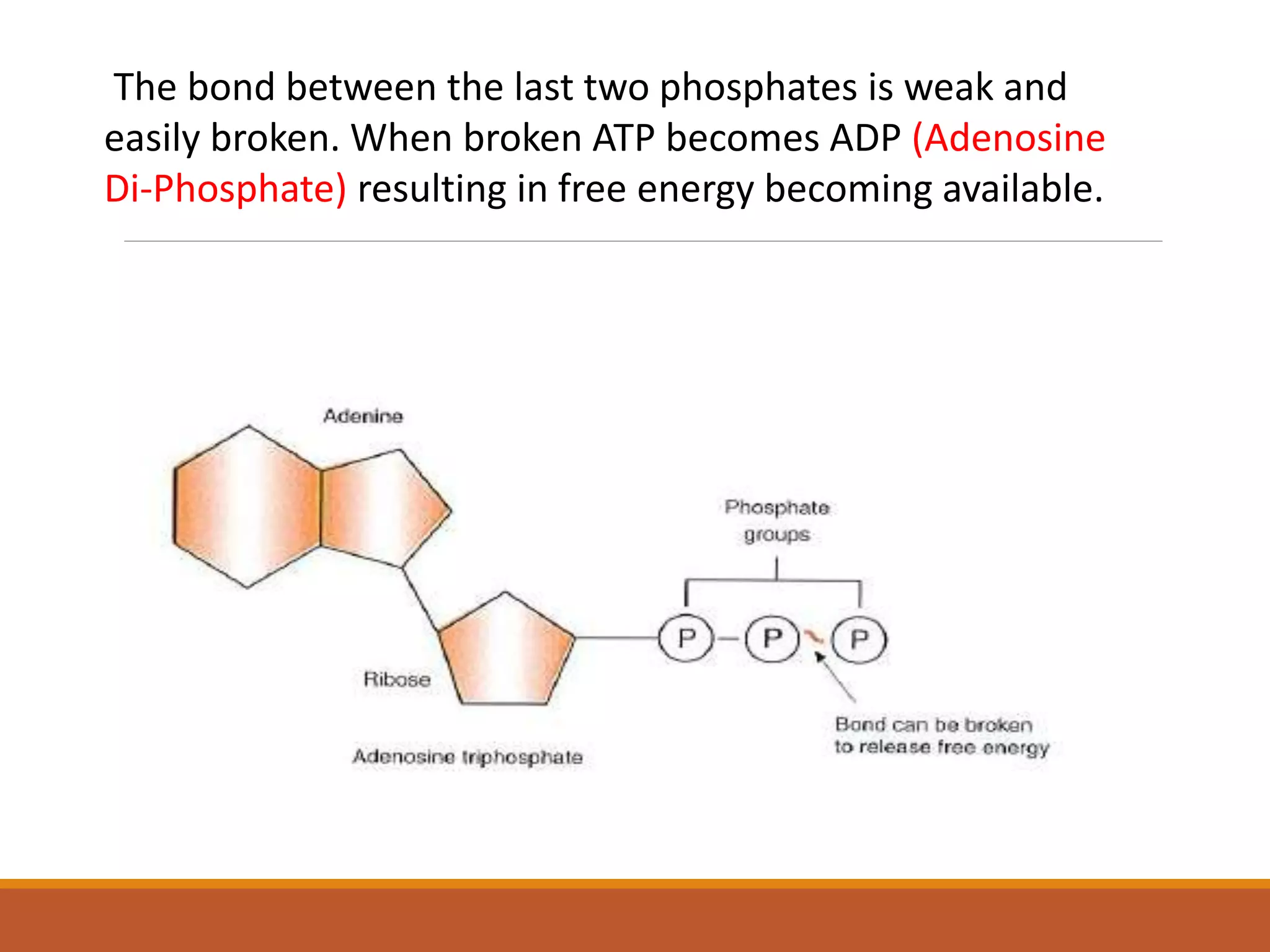 Energy flow in cells | PPTX