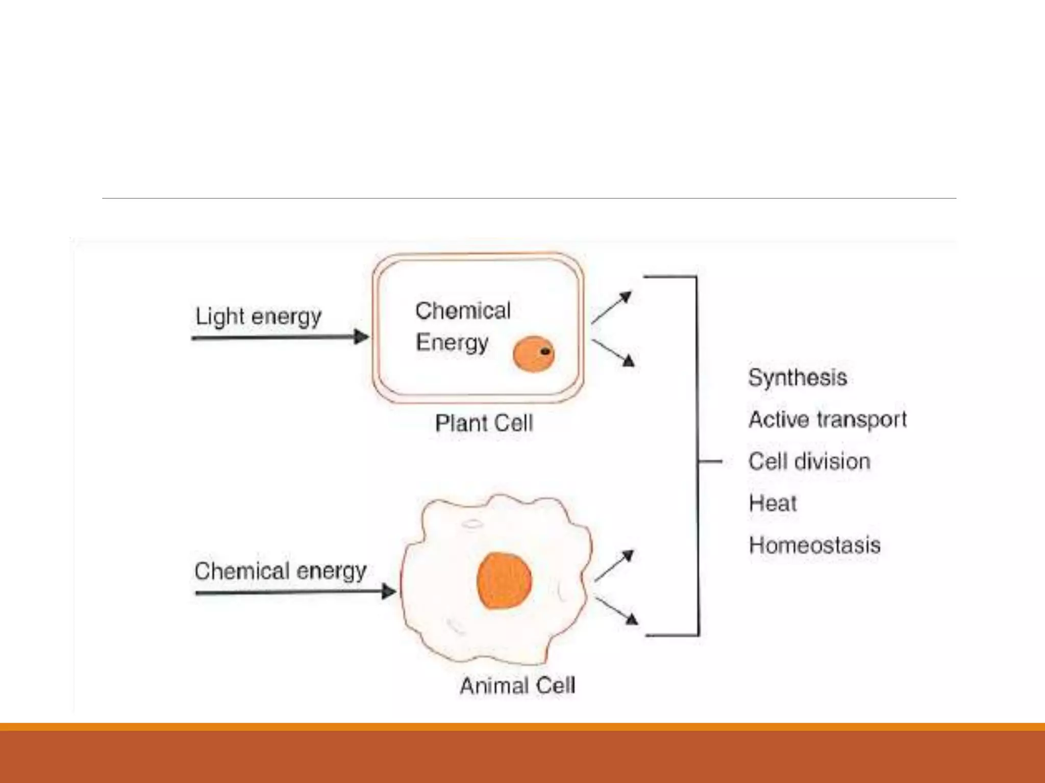 Energy flow in cells | PPTX