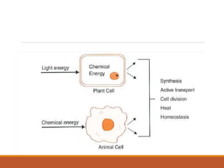 Energy flow in cells | PPTX