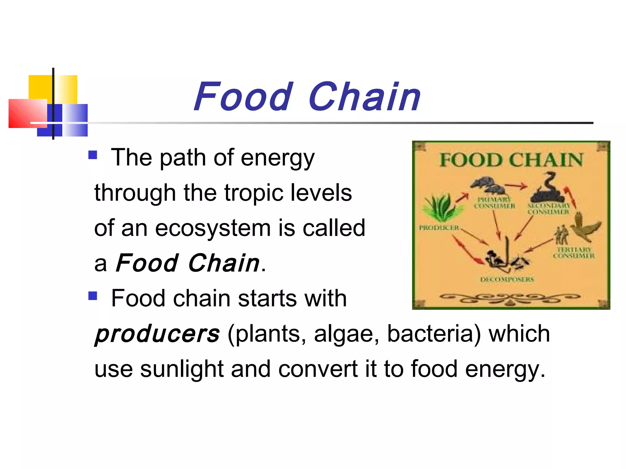 Energy flow in ecosystem | PPT