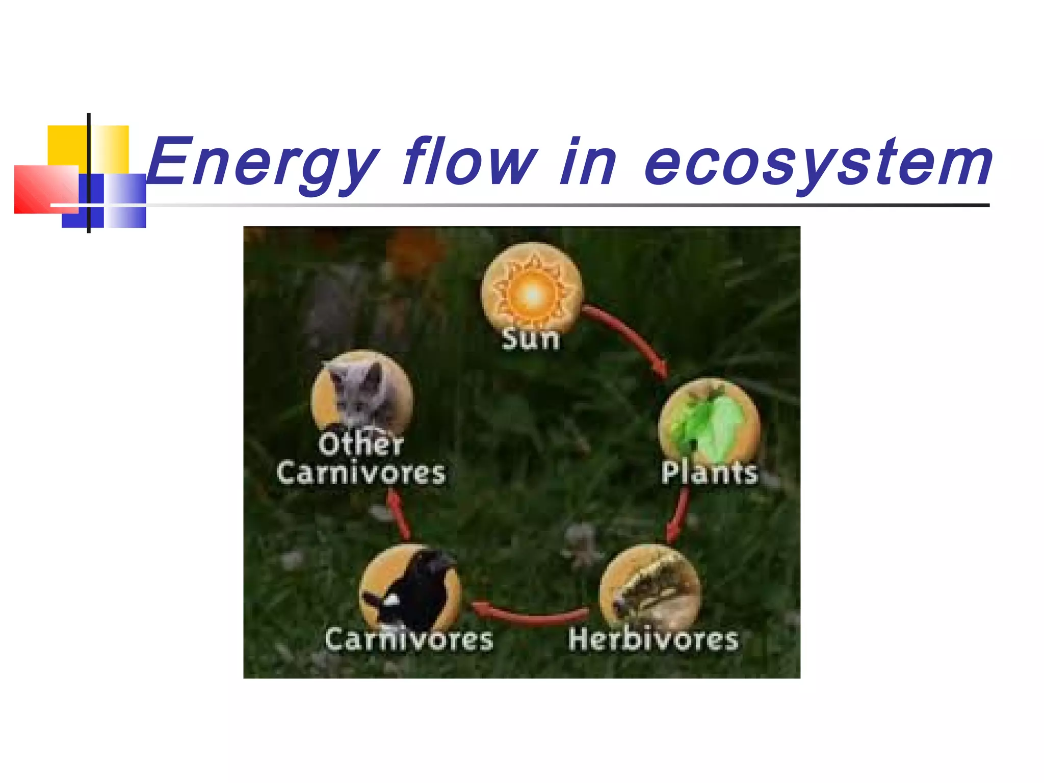 Energy flow in ecosystem | PPT
