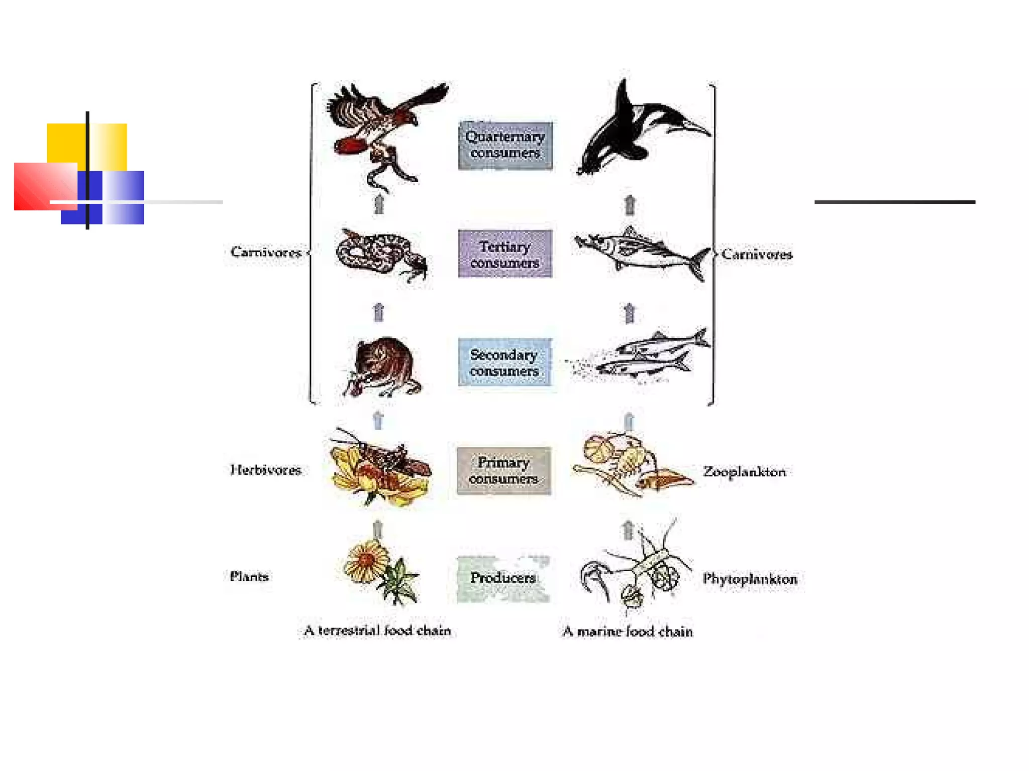 Energy flow in ecosystem | PPT