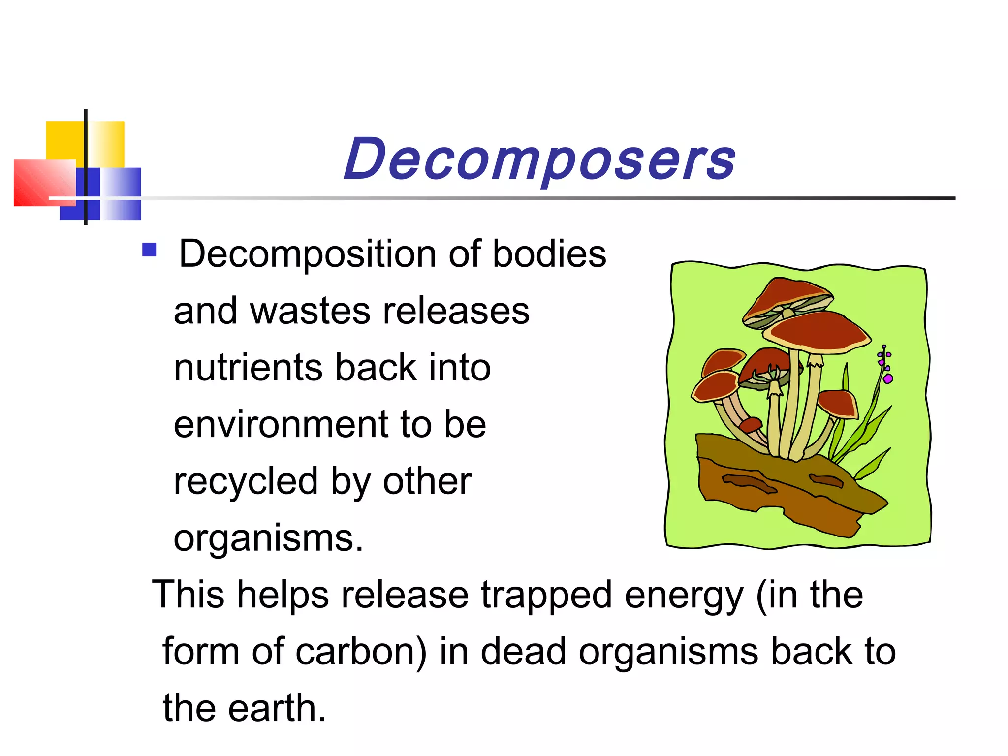Energy flow in ecosystem | PPT