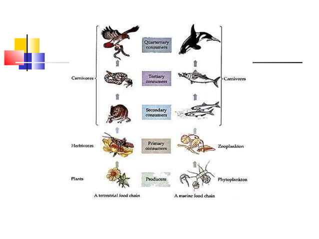 Energy flow in ecosystem | PPT