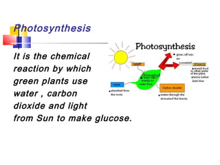 Energy flow in ecosystem | PPT