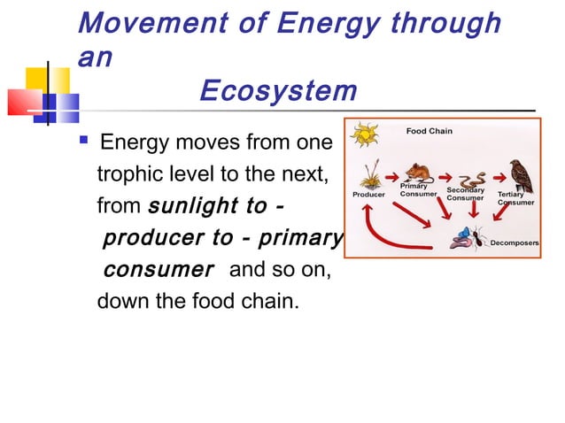 Energy flow in ecosystem | PPT