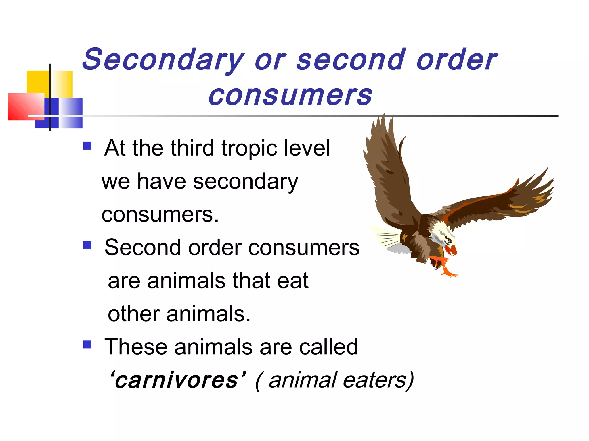 Energy flow in ecosystem | PPT