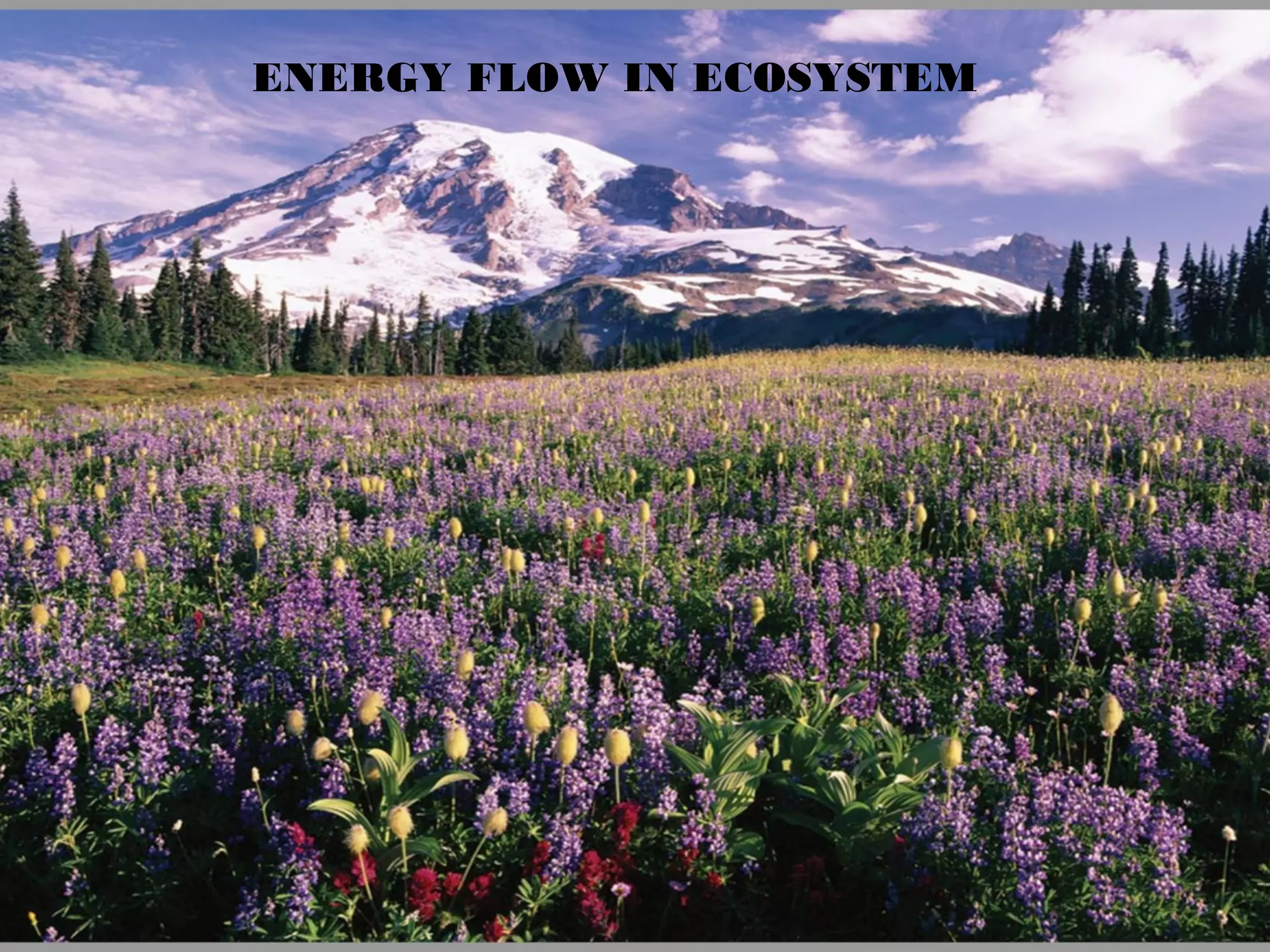 Energy flow in ecosystem | PPT