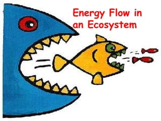 Energy flow in ecosystem | PPT | Geography | Science