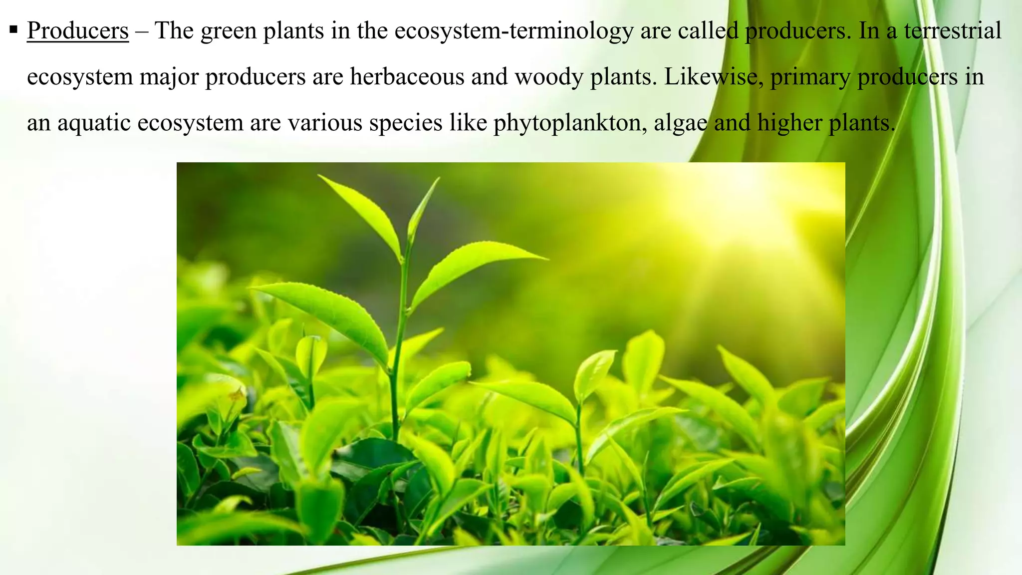 Energy flow in ecosystem | PPTX