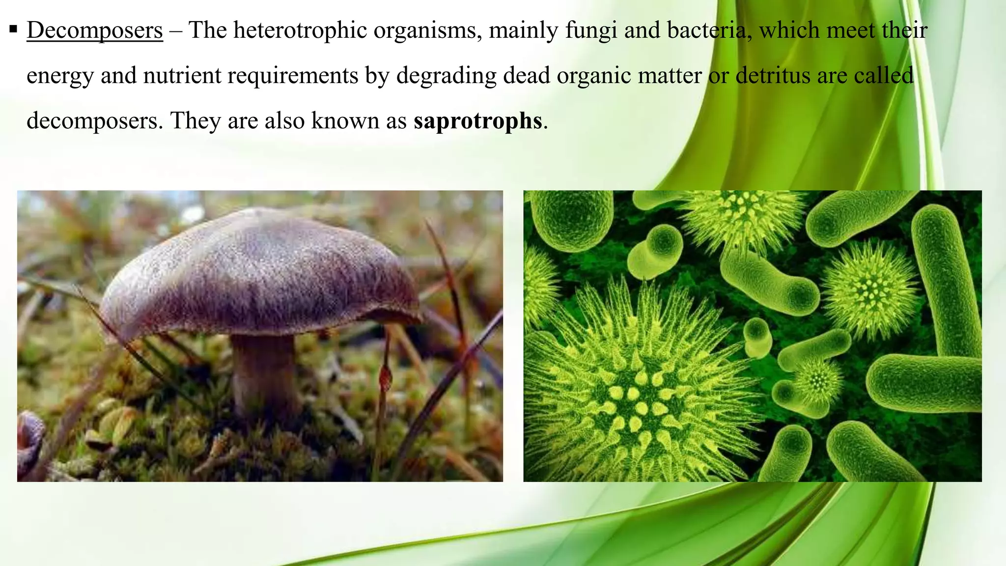 Energy flow in ecosystem | PPTX