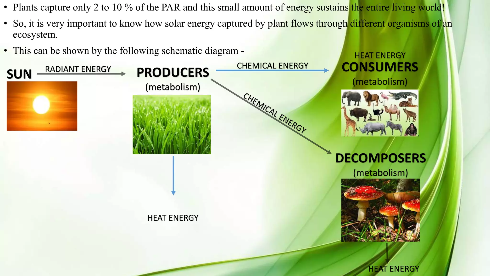 Energy flow in ecosystem | PPTX