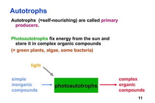 Energy flow in eco system | PPT