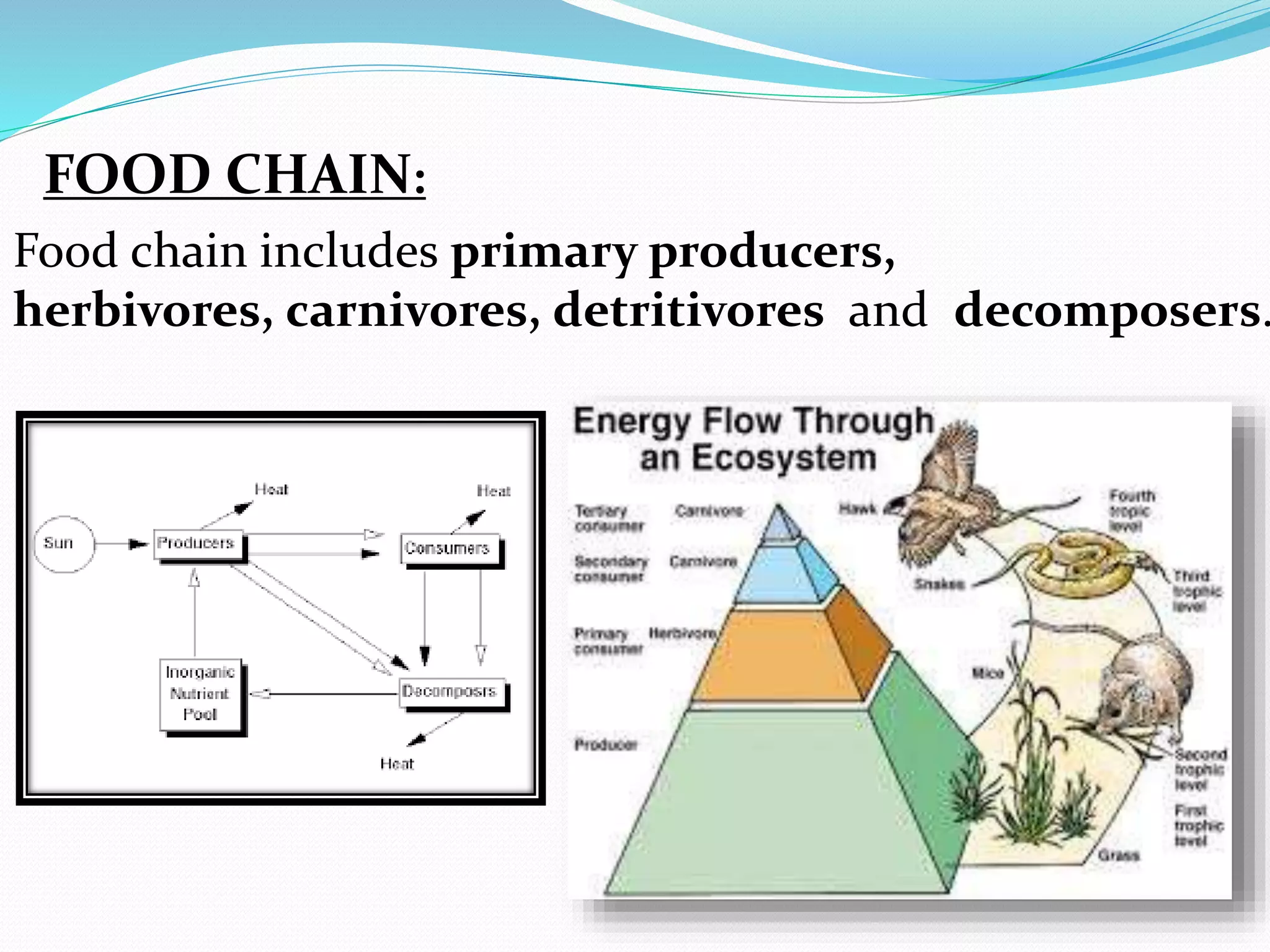 Energy flow in Ecosystem | PPT